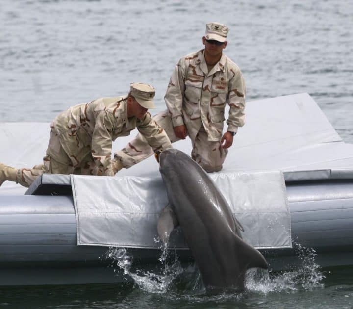Military Dolphins With Guns On Their Heads: They Are Real and They Are ...